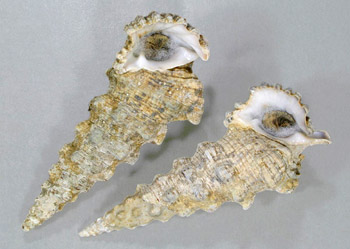 蟹守螺总科 Cerithiacea 蓝色动物学（中国动物学科普）